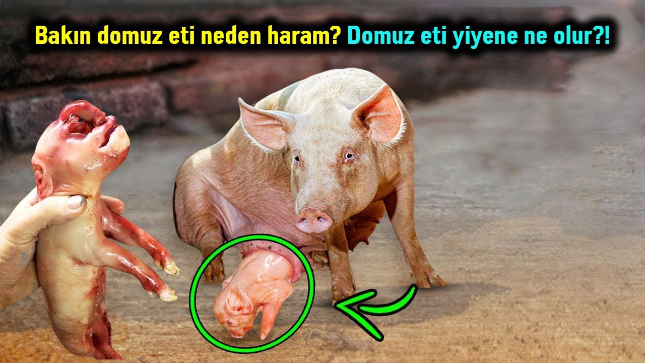 Bakın Dinimizde Domuz Eti Yemek Neden Haram? Domuz Eti Yiyene Ne Olur ...