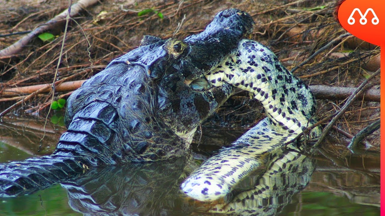 Sucuri Comendo Um Jacare Repost @arrudabranco With @use.repost