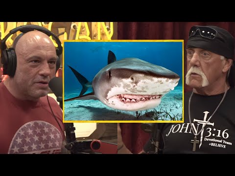 Joe Rogan And Hulk Hogan Talk About Scary SHARKS - YouTube