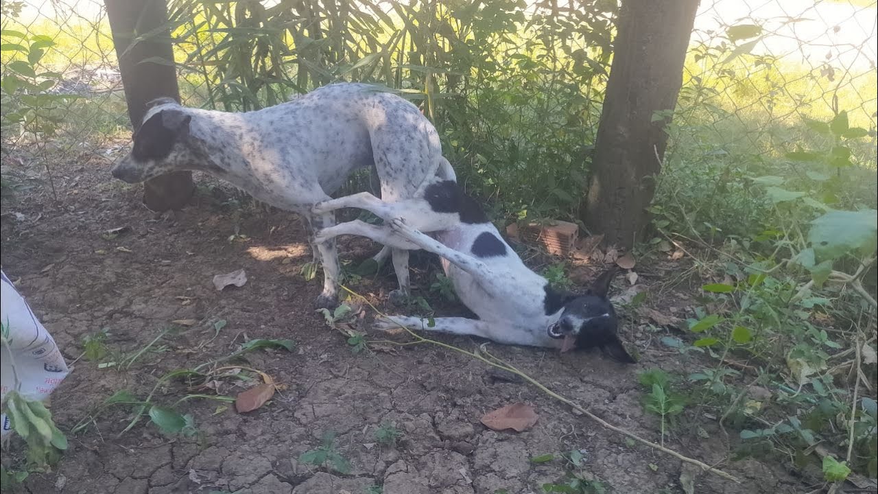 Breeding 2 pairs of dogs at a time - YouTube