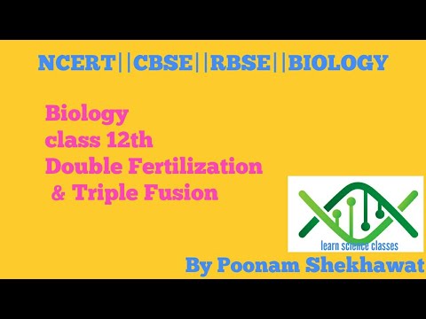 Double Fertilization and Triple Fusion || double fertilization class 12 ...
