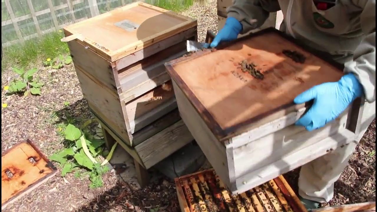 Snelgrove method of swarm control - YouTube