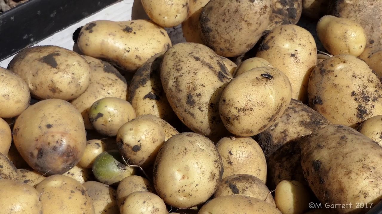 Brilliant Crop of Vivaldi Potatoes - YouTube