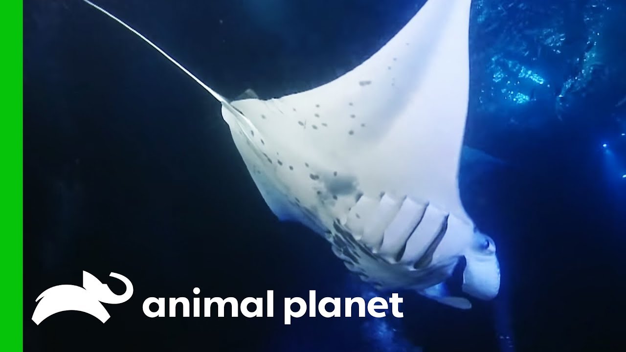 Glowing Algae In Hawaii