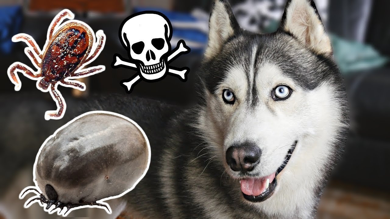 CE PARASITE PEUT METTRE FIN À LA VIE DE MON CHIEN 😱 - YouTube