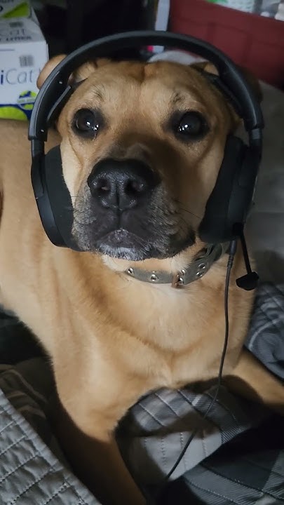 #gamerdog #dog #gamer #fyp gamer benji - YouTube