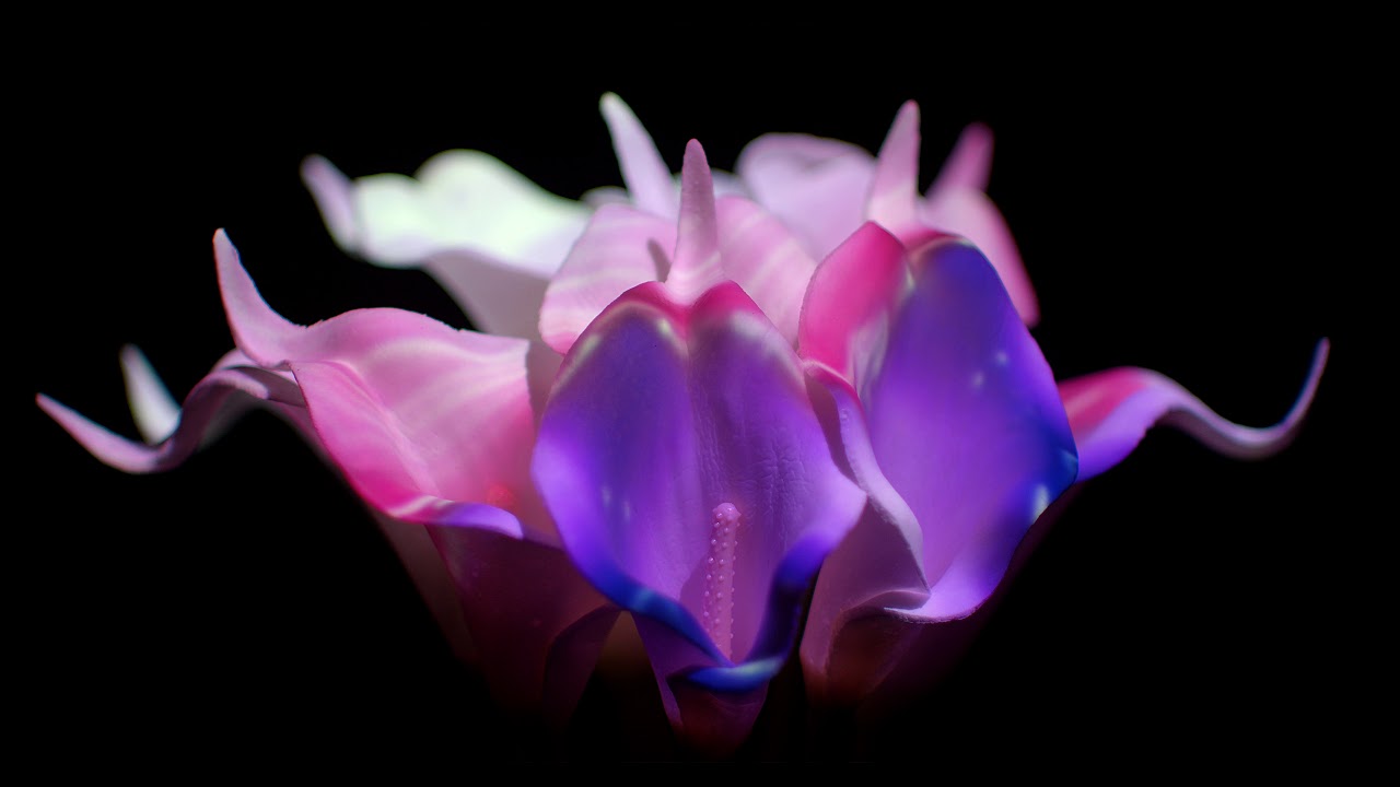 Electric Flower - YouTube