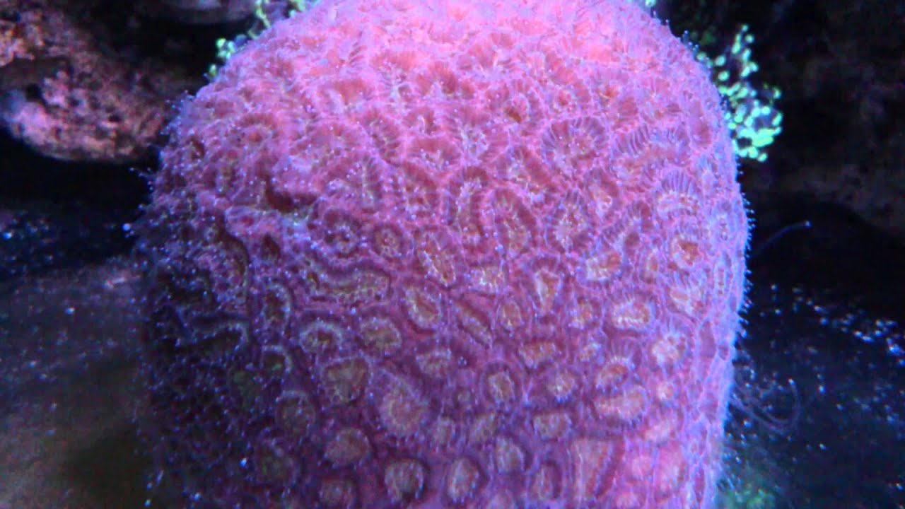 Favia coral care - YouTube