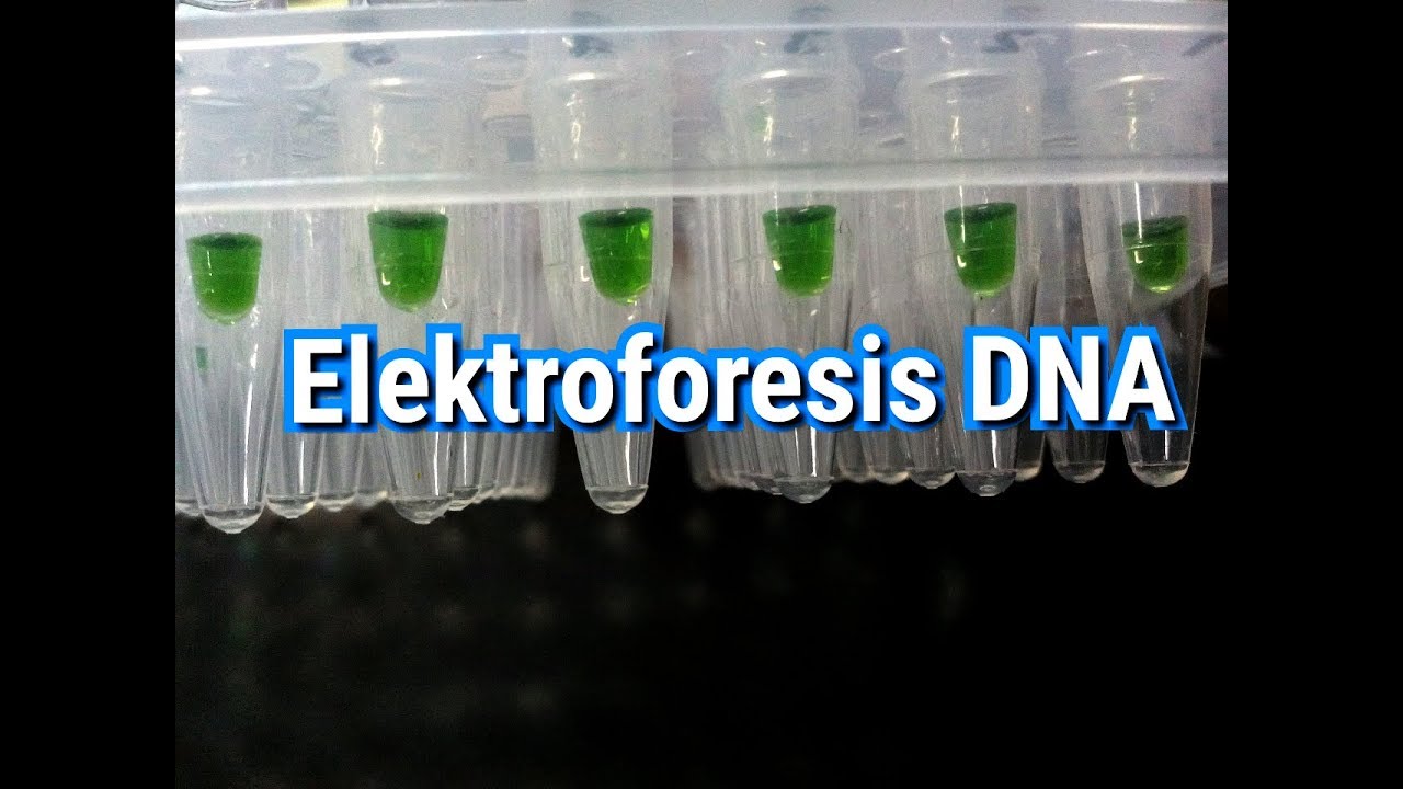 #Kampuslife Elektroforesis DNA (Teknologi Industri Benih 51) - YouTube