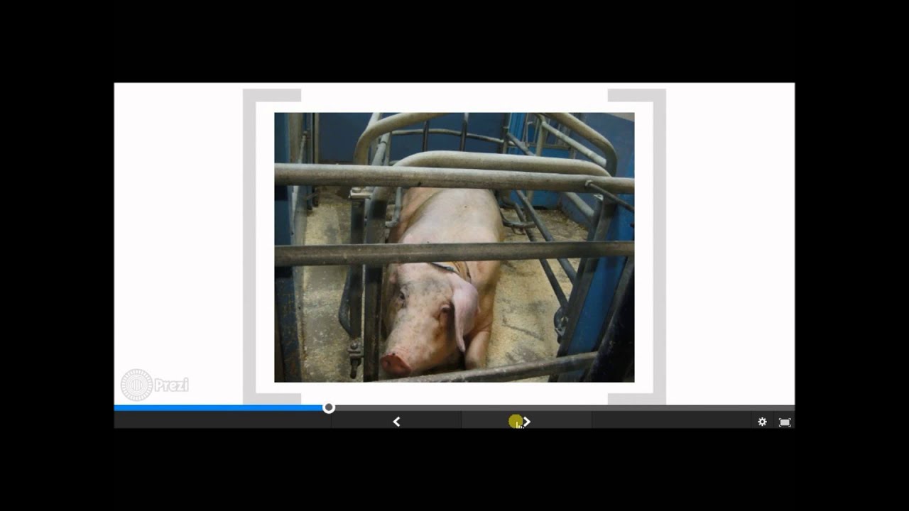 Does nest-building material and space for sow reduce piglet stillbirths ...