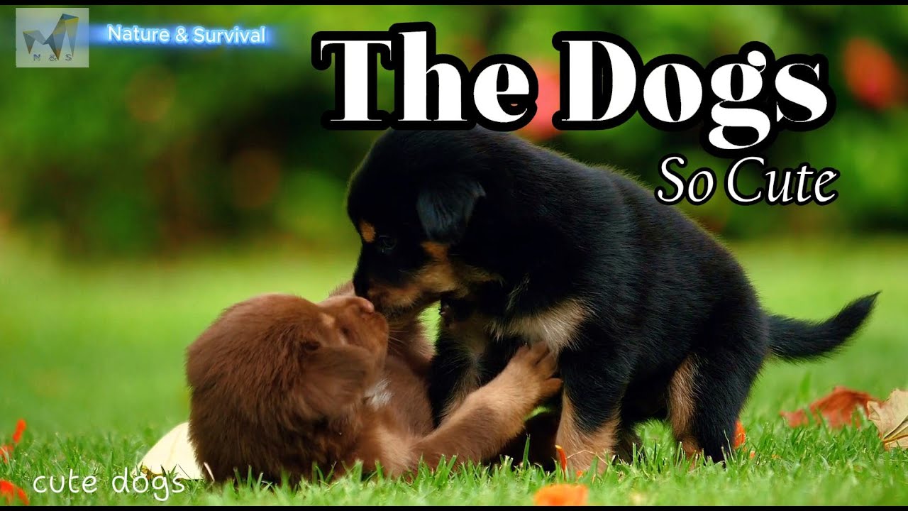 Too Cute! The Most Adorable Puppies Ever ️ - YouTube