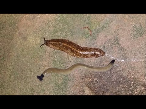 Alien Worm in rainy season. Leprosy leech. Amazing 2 leechs Different ...