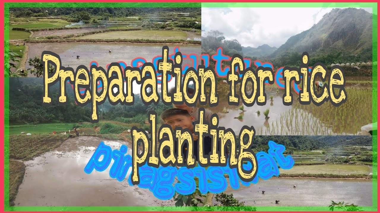 How to prepare land for rice farming part 2 - YouTube