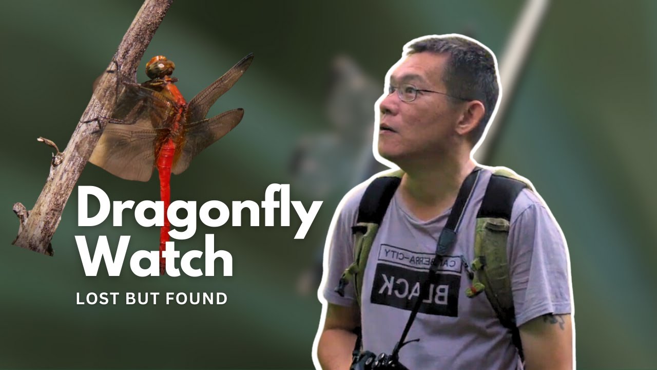 Searching for Singapore's 127 Dragonflies Species | Lost But Found #05 - YouTube