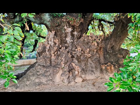 Giant Ancient Ombu (Phytolacca dioica) planted by the son of Columbus?
