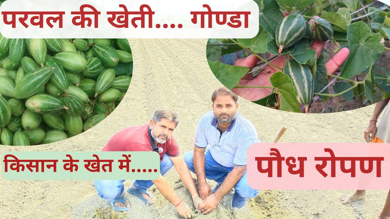 परवल की खेती ।#farming of Parwal.. कैसे कमाएं 1 एकड़ से 4 लाख।। - YouTube