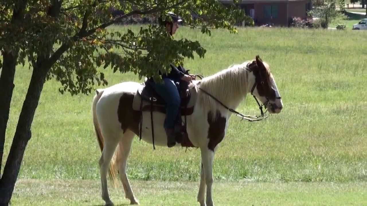 Riding out alone (no horse buddy) on windy day - YouTube