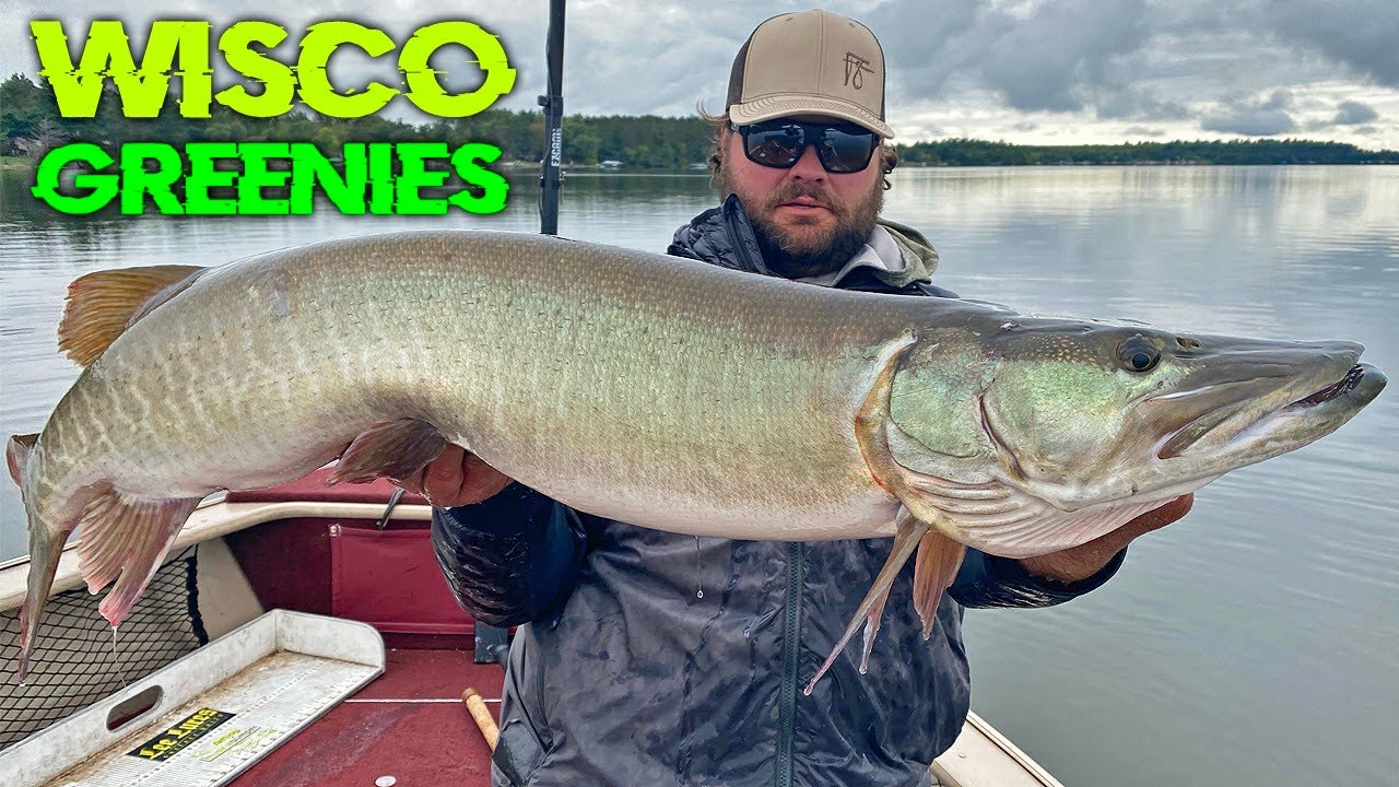 Early Fall FAT Northern Wisconsin Muskies!! - YouTube
