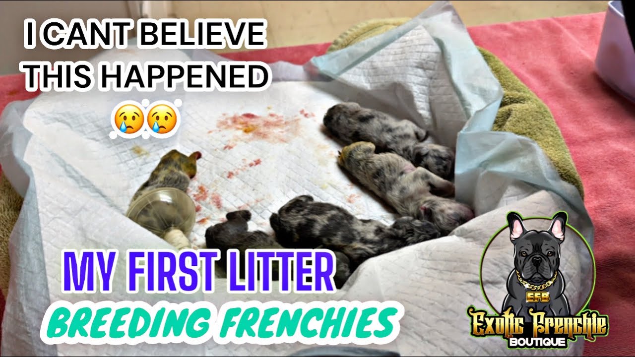 My First Litter Breeding Frenchies, I Can’t Believe This Happened - YouTube