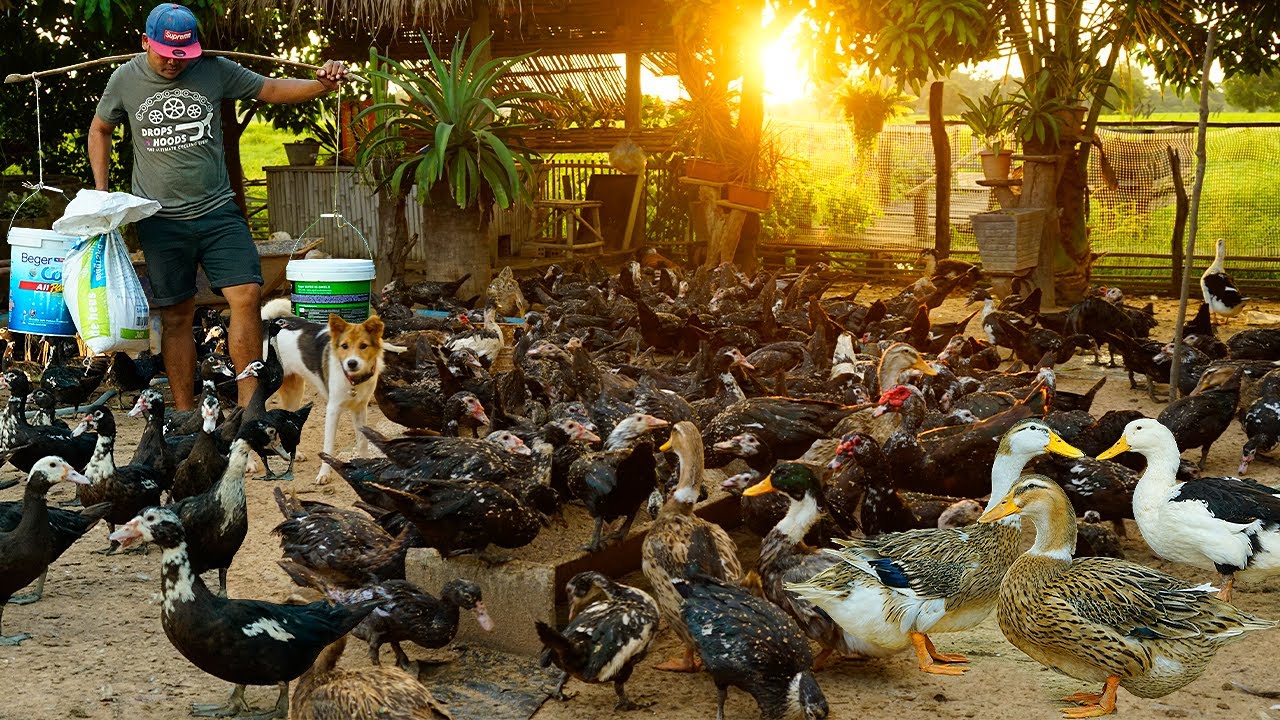 Enjoy With My Small Farm | Duck Raising | Happy Farm. - YouTube