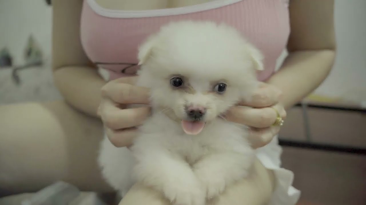 How to massage a dog | Kaye Torres Mp88 - YouTube