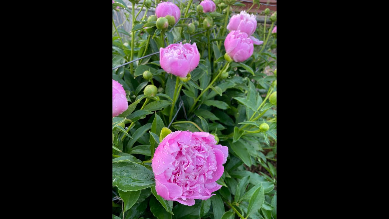 Ann Reed Live From Somewhere In Her House! Thursday, June 8, 7:00 pm ...