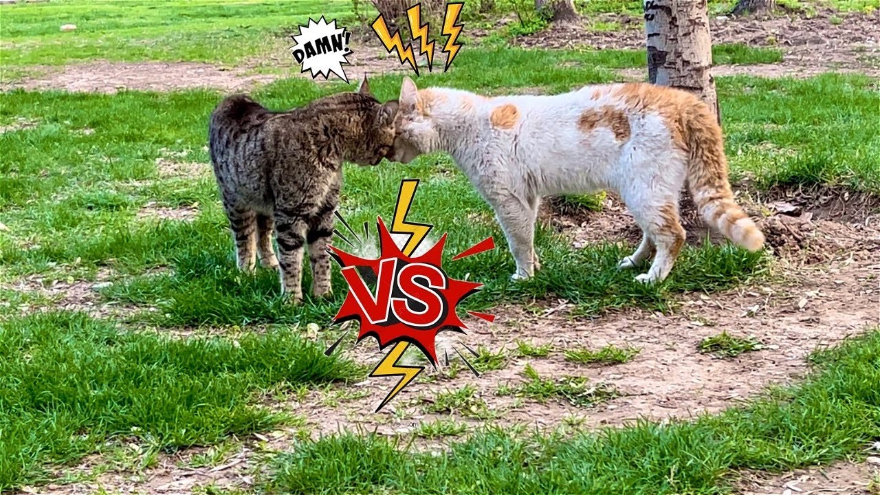 Cats face off over teritory - YouTube