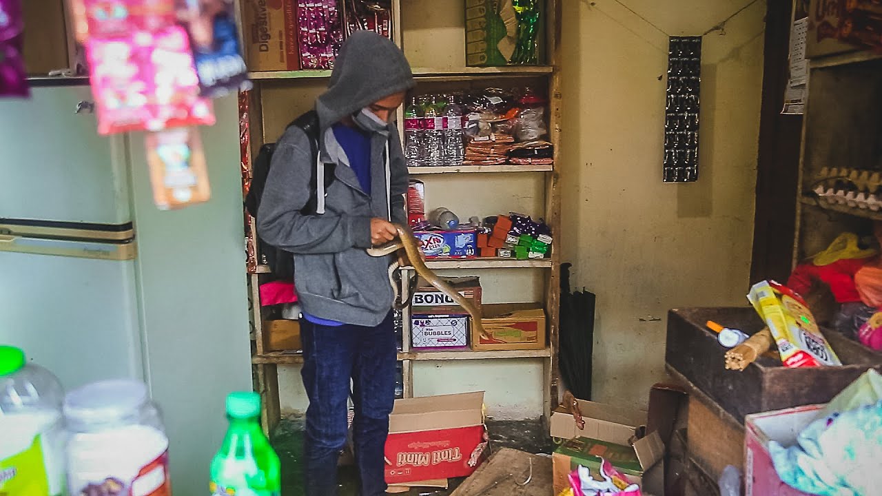 " Snake in Shop " | Common Rat Snake | Chhorepatan | Pokhara | Rohit ...