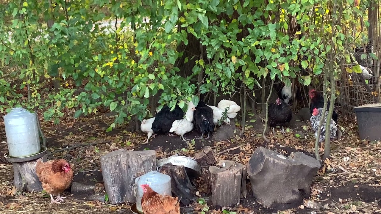 Chicken Update - So many moving parts! - YouTube