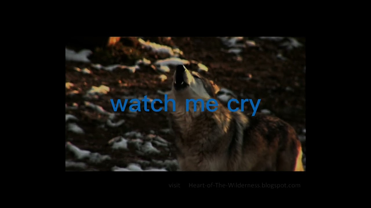 I miss my wolf life. I miss my pack. I miss freedom. I miss everything ...