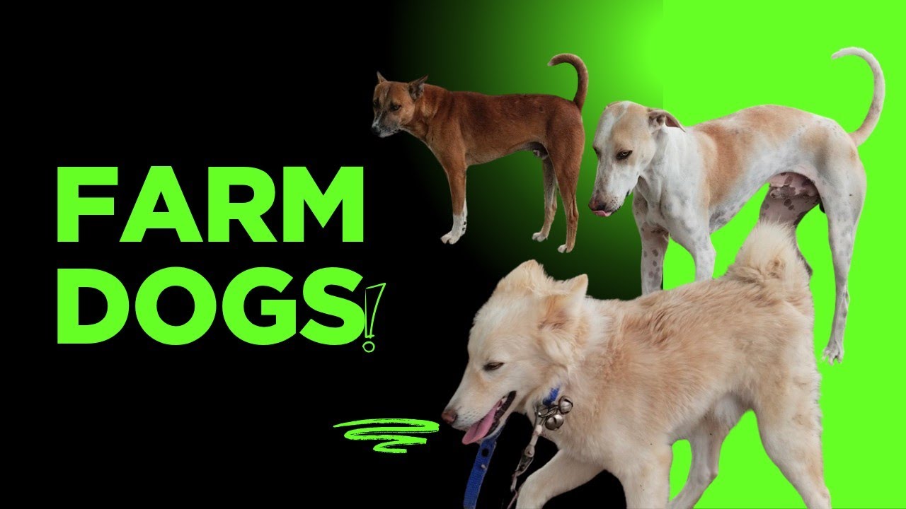 3 Simple Steps to Launch a Successful Dog Farm // - YouTube