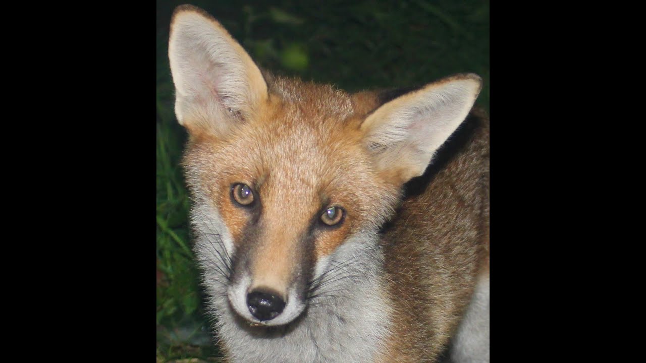 Fox Photo Highlights July 2021 10 - YouTube