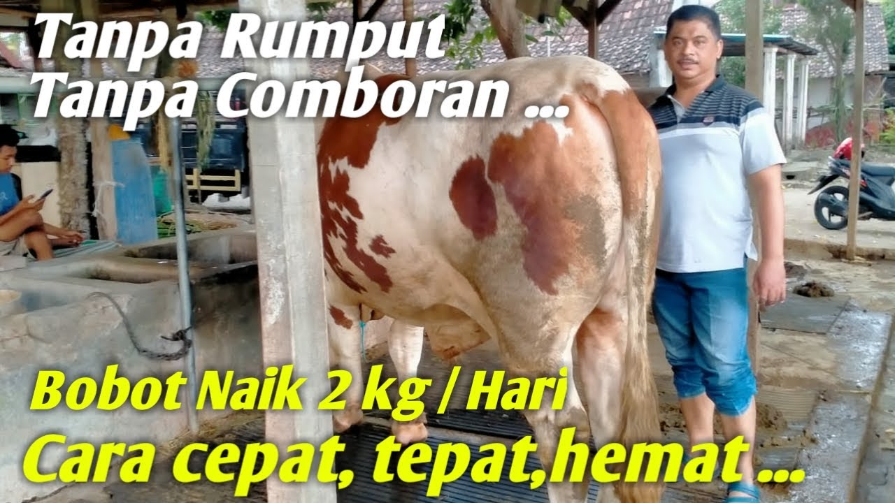 Penggemukan sapi cepat, tepat, hemat tanpa Rumput dan comboran.. sistem ...