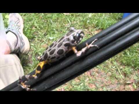 Running Frog - YouTube