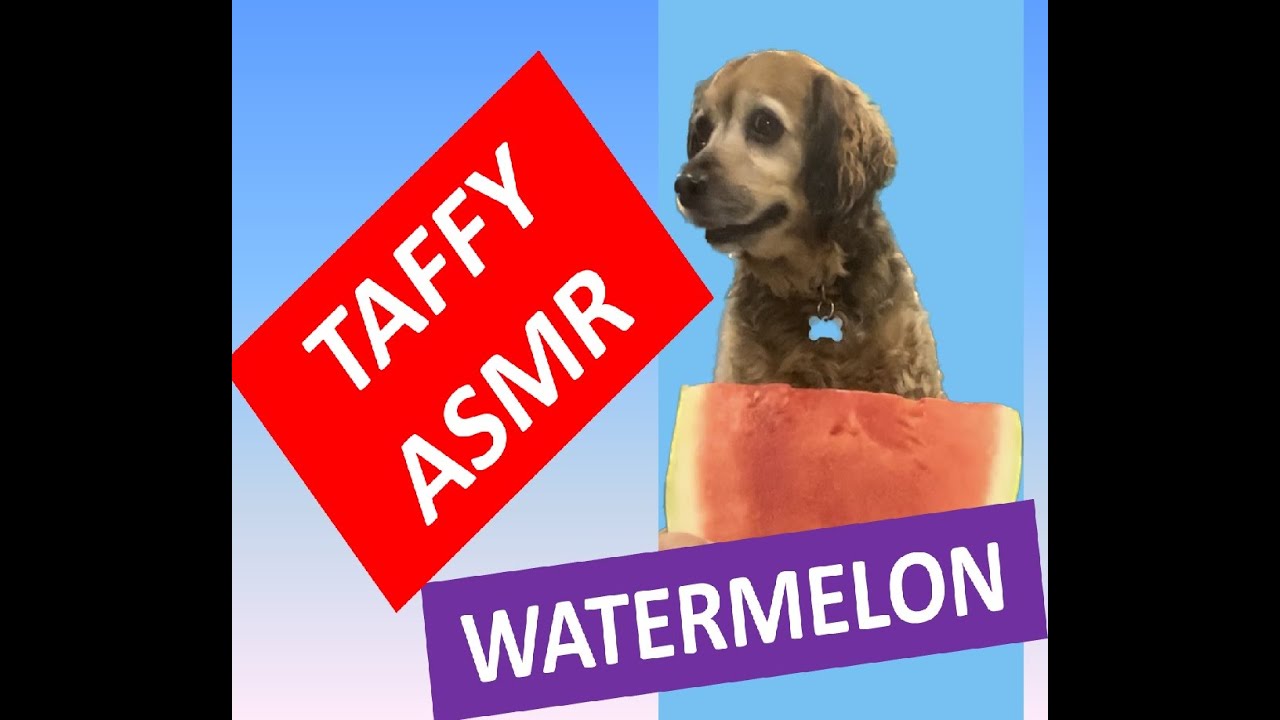 UNLEASHING the Ultimate Taffy DOGGO Watermelon ASMR experience with ...