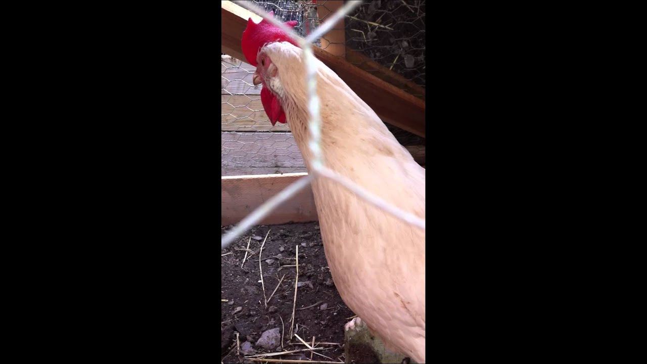 retarded chicken clucking - YouTube
