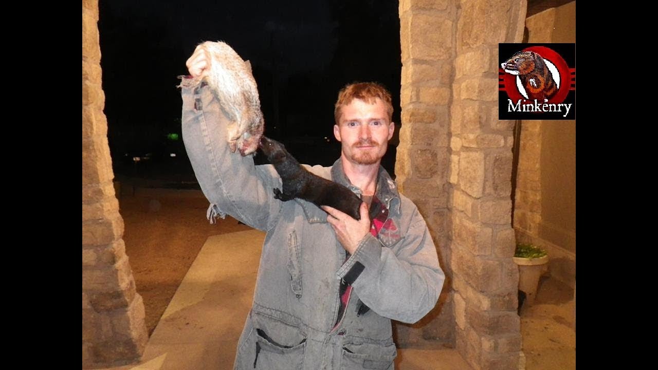 Thioⁿbasabe' The Mink Getting Her First Rock Squirrel - YouTube