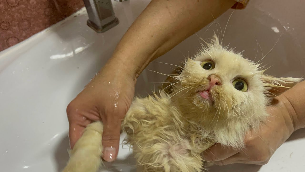 Rescue Cat Lost Home during Bath Many Days Health is not good 😭😭😭 - YouTube