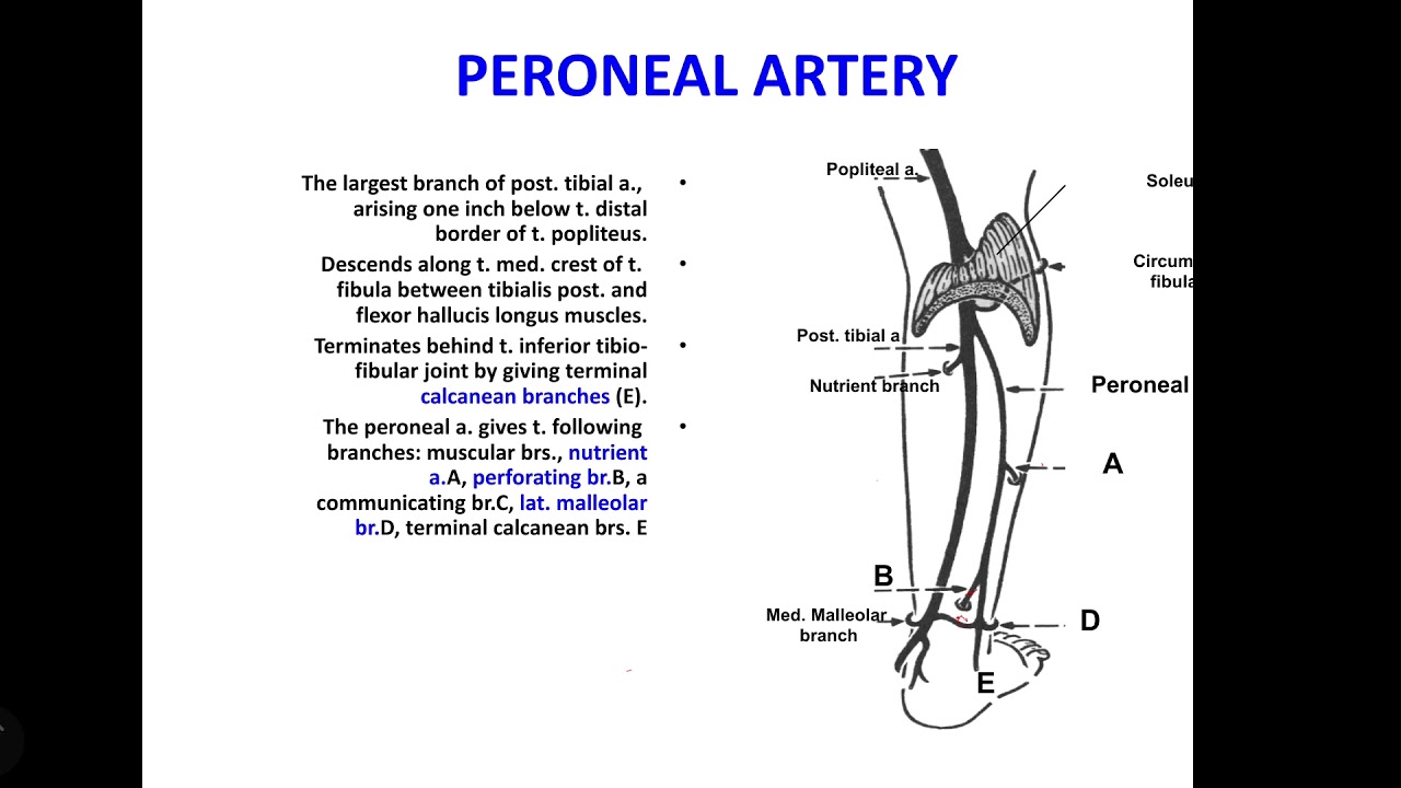 Peroneal Artery - YouTube