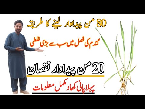 wheat farming in Pakistan // wheat crop High yield production - YouTube