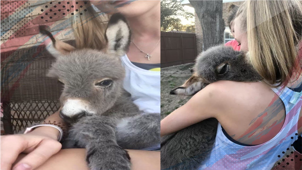 Girl Becomes ‘Mom’ To Fluffiest Baby Donkey Knowing He Wouldn’t Make It ...