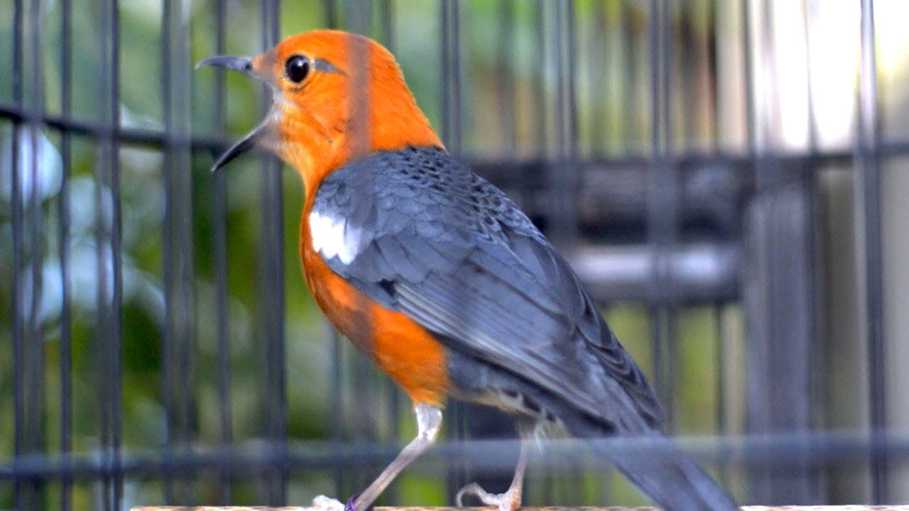 ANIS MERAH GACOR INI MAMPU MEMBUAT ANIS MERAH LAIN CEPAT MERESPON GACOR ...