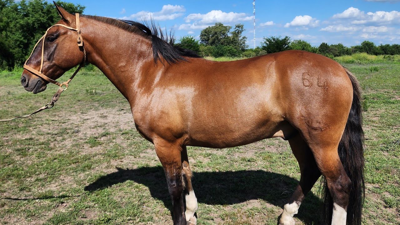 VENDIDO__criollo gateado, manso y muy buen caballo para la vaca $660. ...