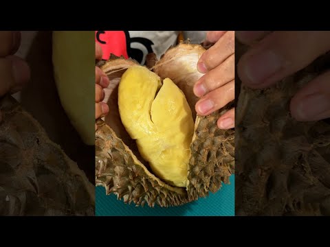 Opening durian with your hands