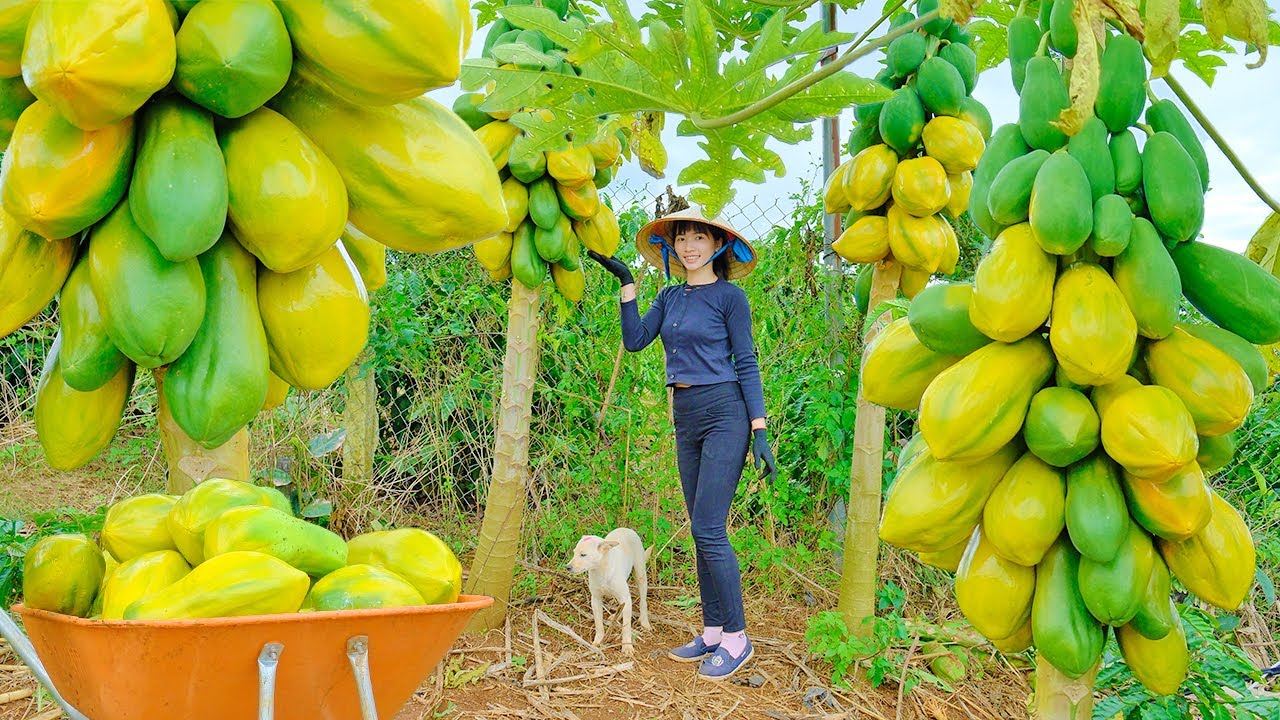 FULL 60 DAYS: Ripe Papayas Filling the Garden - Making Dishes From Ripe ...