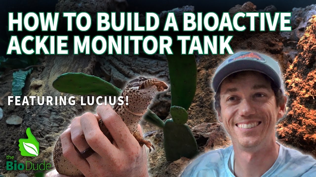 How to build a bioactive terrarium for an Ackie monitor + general arid ...