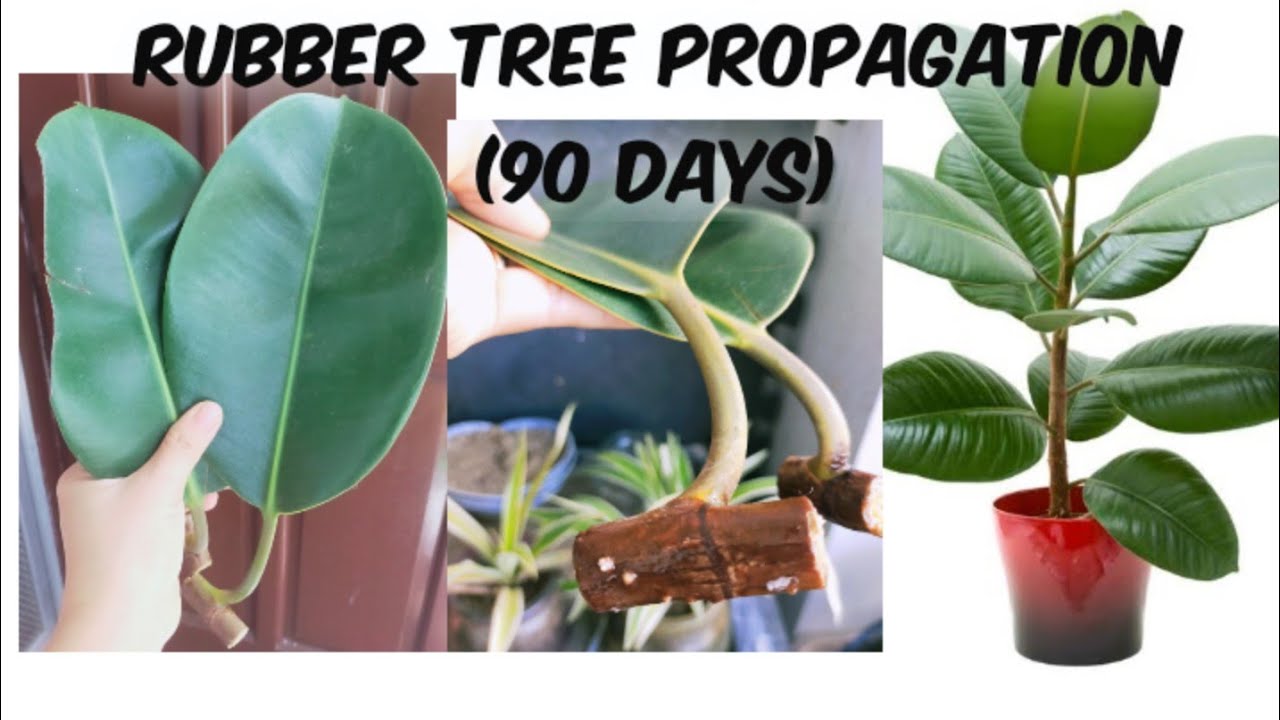 Rubber Tree Propagation| 90 days - YouTube
