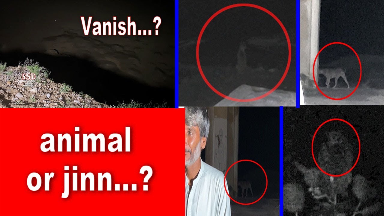 SSD 877 | animal or jinn...? | Just Vanish.. ? | - YouTube
