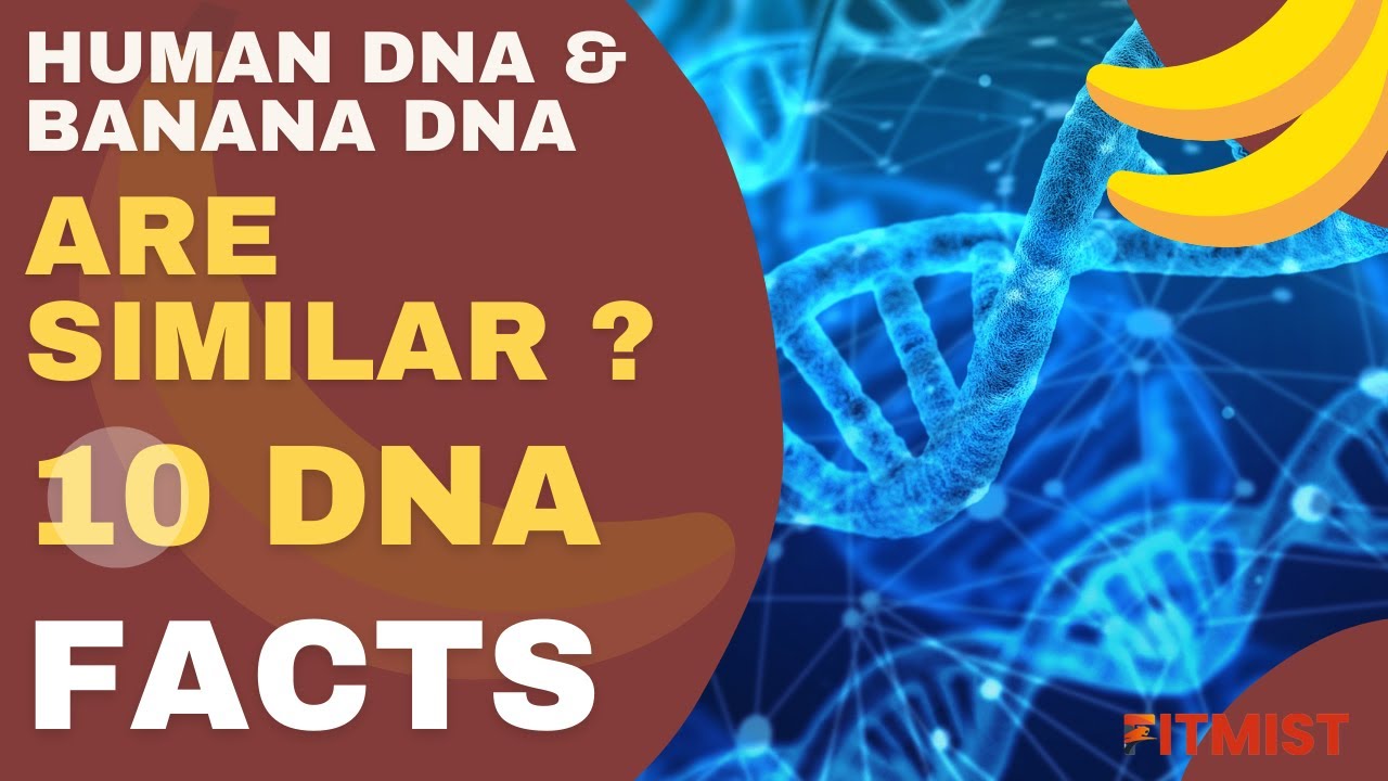 10 Interesting Facts About Human DNA | gigDe | Human DNA and Banana DNA ...