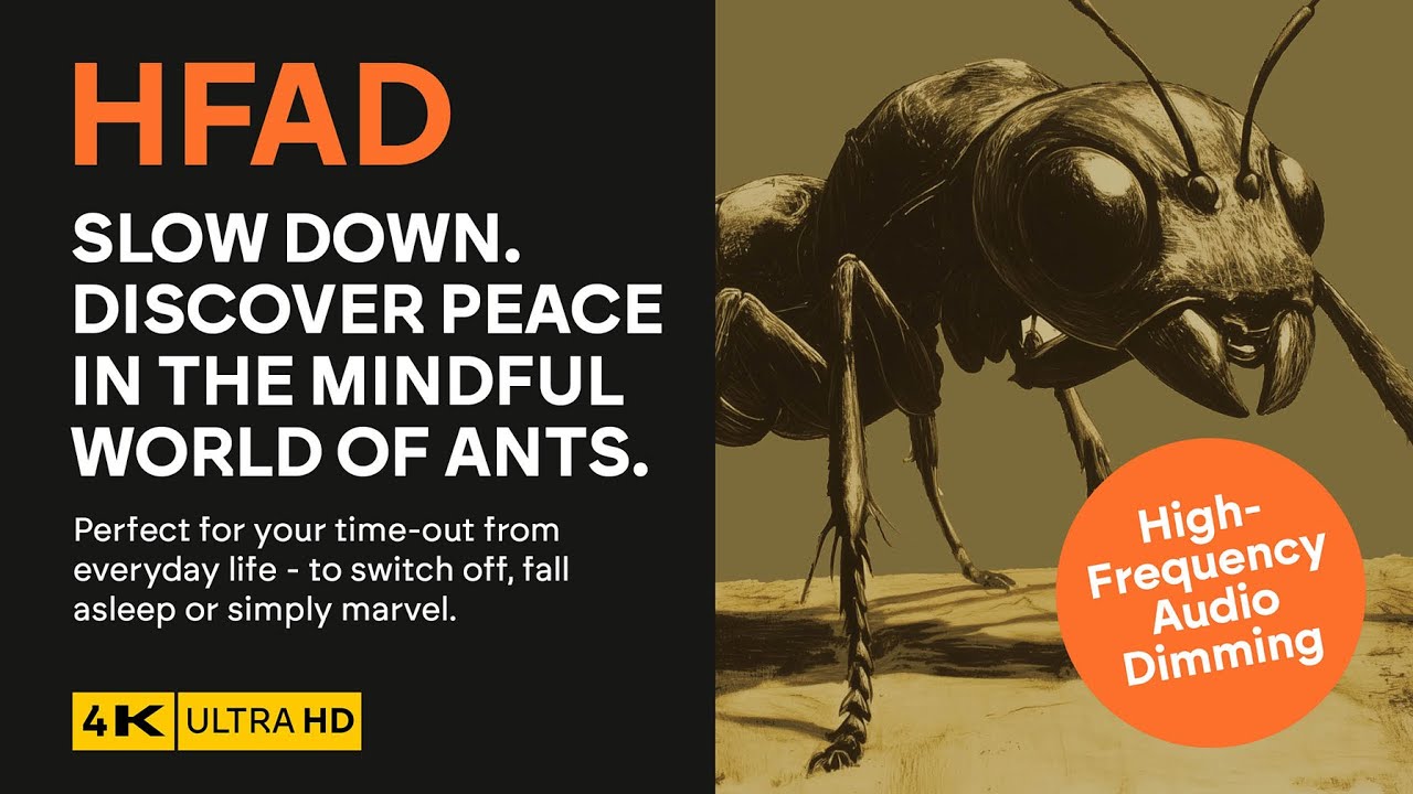 Observe Ants Up Close | Relaxation & Mindful Slowing Down | HFAD ...